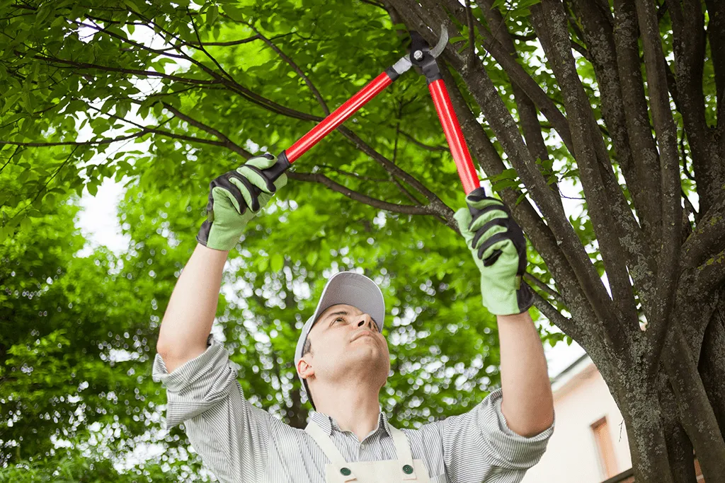 Tree Pruning & Trimming Services in Philadelphia & Montgomery County ...