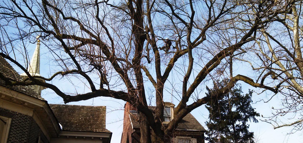How to Get Started with Tree Removal in Philadelphia