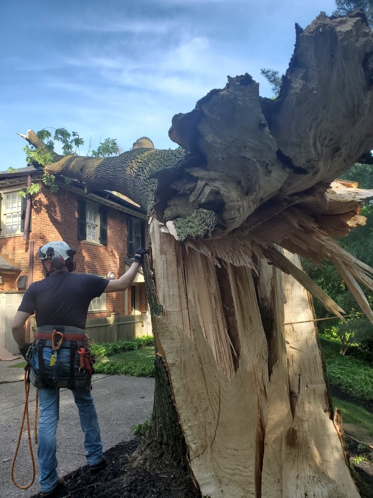 Tree Services - Liberty Tree & Landscape Management