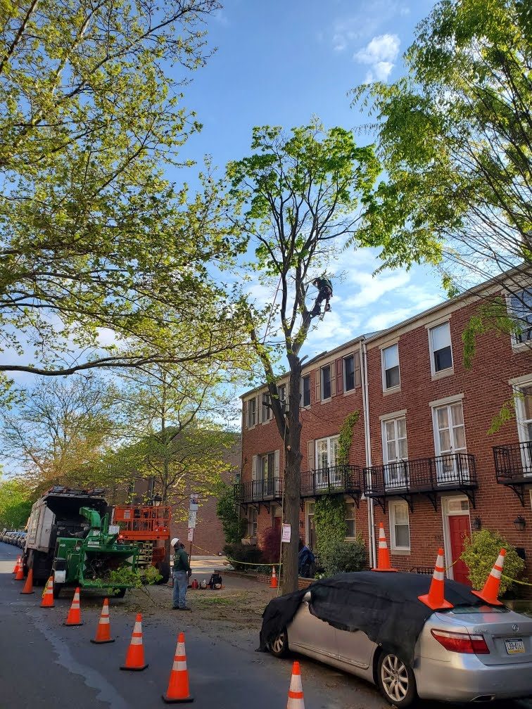 5 Reasons to Hire a Philadelphia Certified Arborist